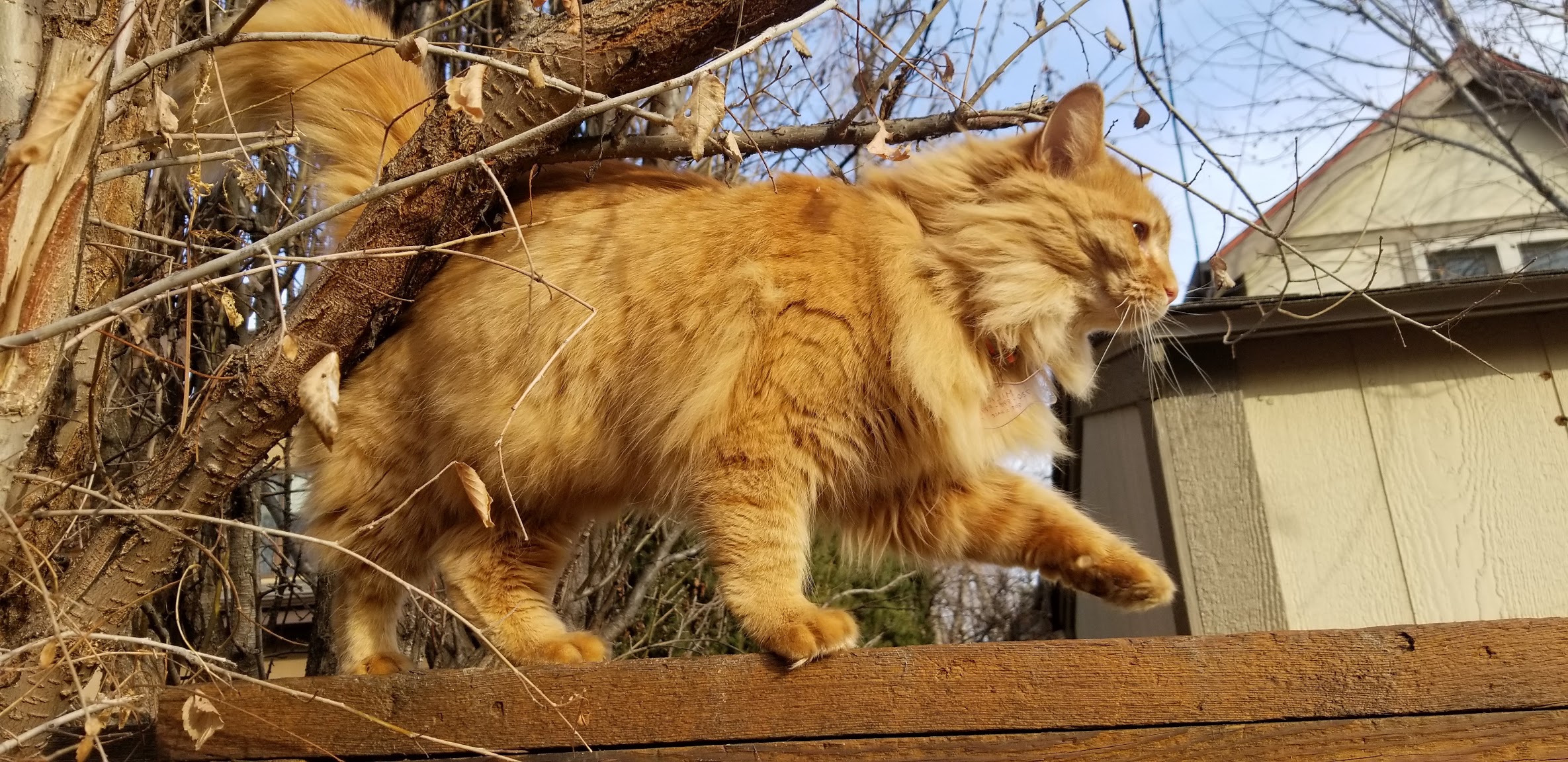 New FrostWire 6.8.3 (291) with search updates – Official FrostWire Blog